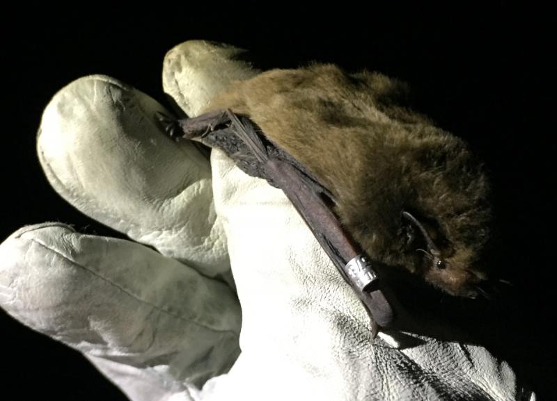Nathusius' Pipistrelle Bat - A Long Distance Migrant In Yorkshire