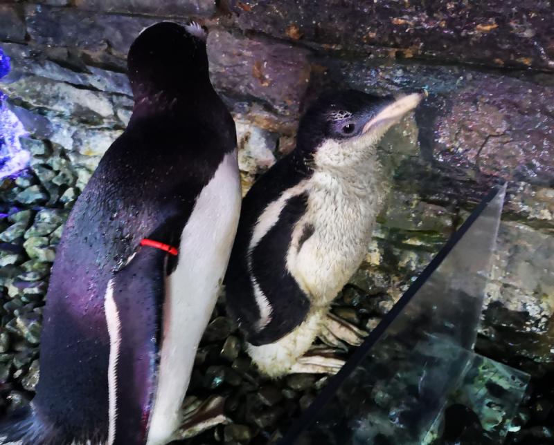 Gentoo Penguin Chicks Hatch In Hull