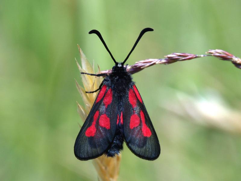 British And Irish Moths Are On The Move