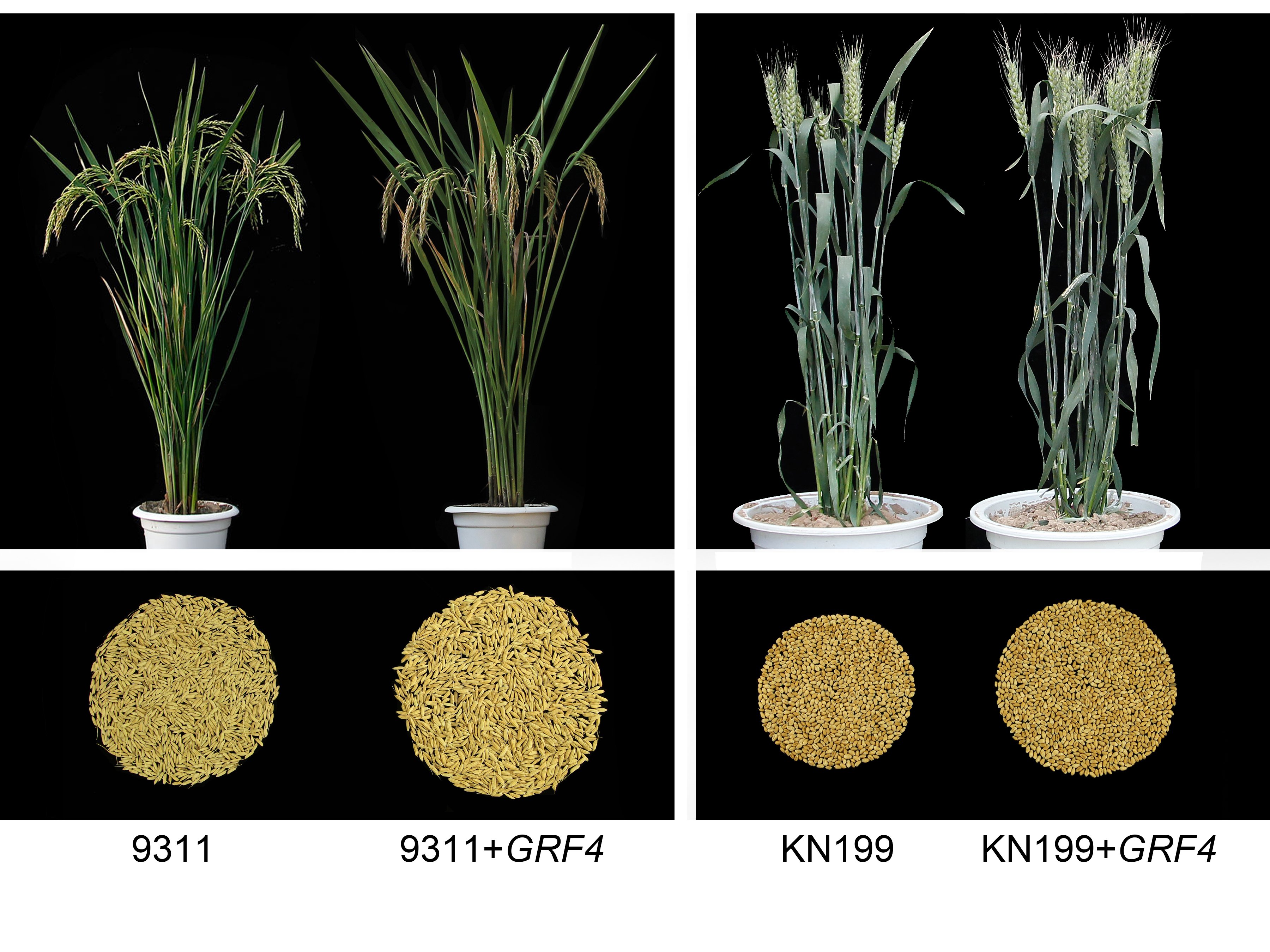 Seeding a new 'Green Revolution' | St John's College, Oxford