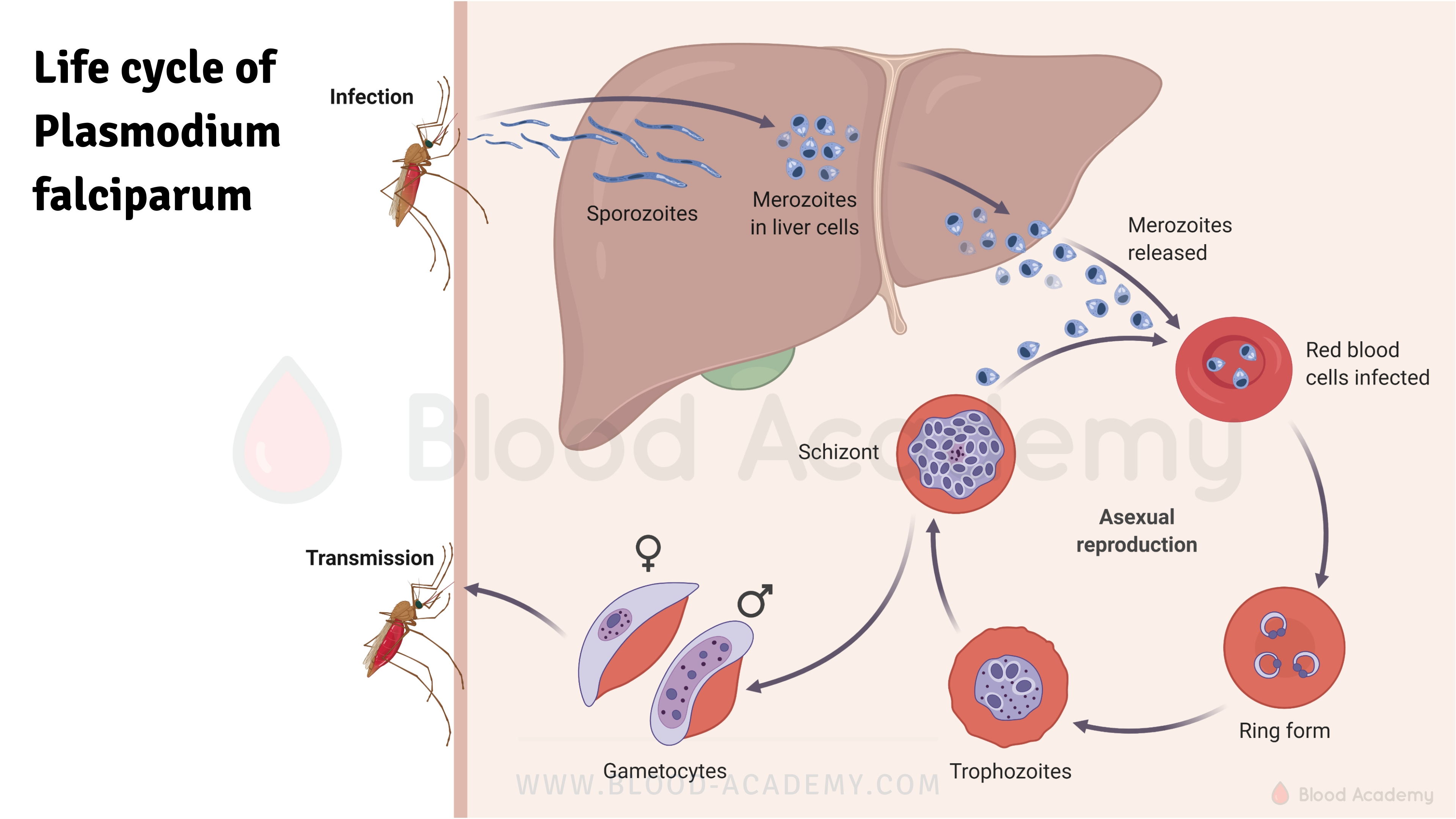 Life Cycle Of Plasmodium Falciparum Blood Academy