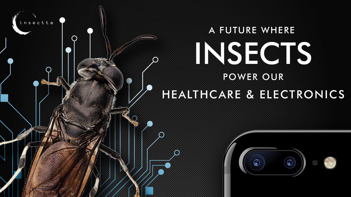 Insectta raises S$1.4 million to scale its biomaterial extraction from ...