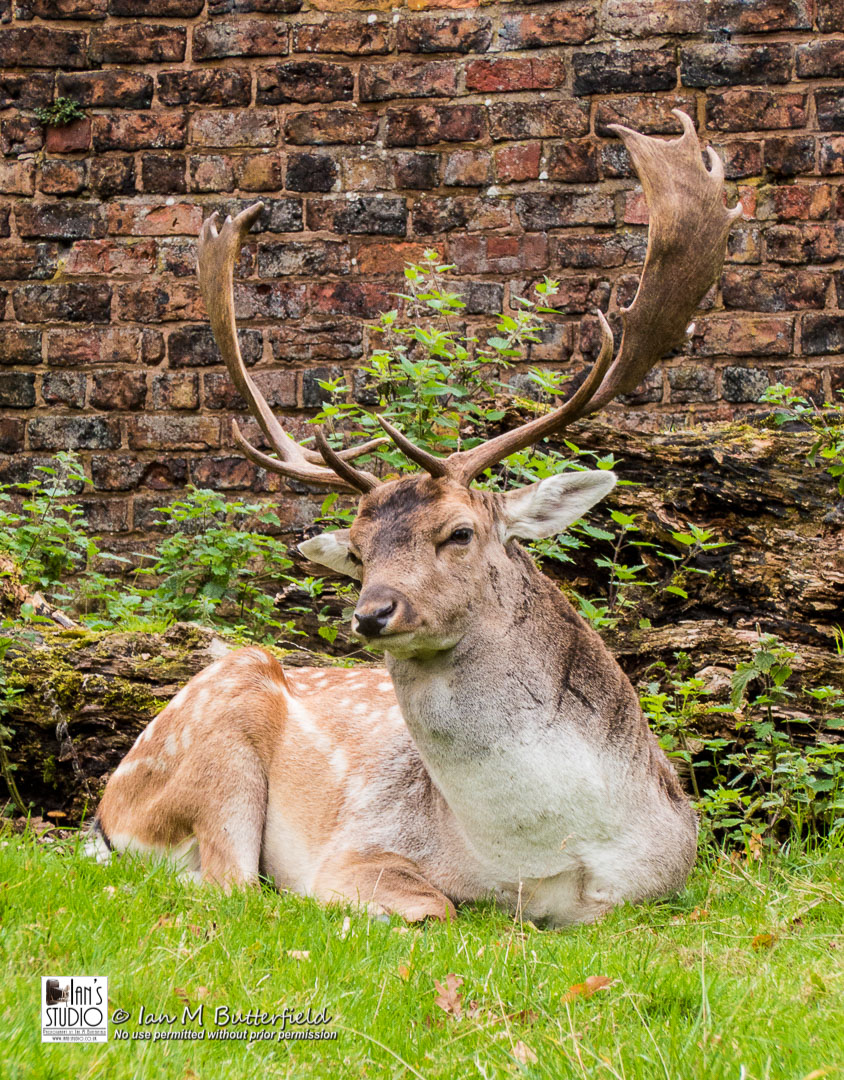 ACADEMY BITE: Autumn #2 – Deer Rutting – Ian's Studio