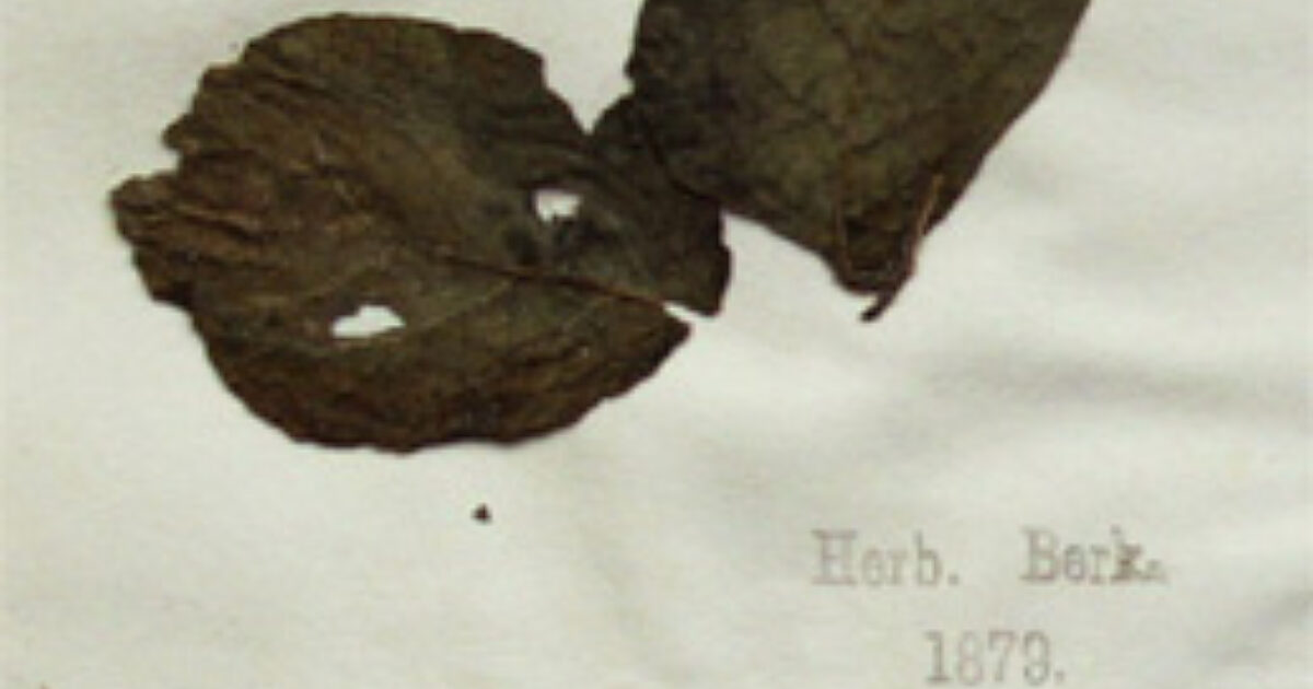 The Sainsbury Laboratory | “Whodunnit” of Irish potato famine solved