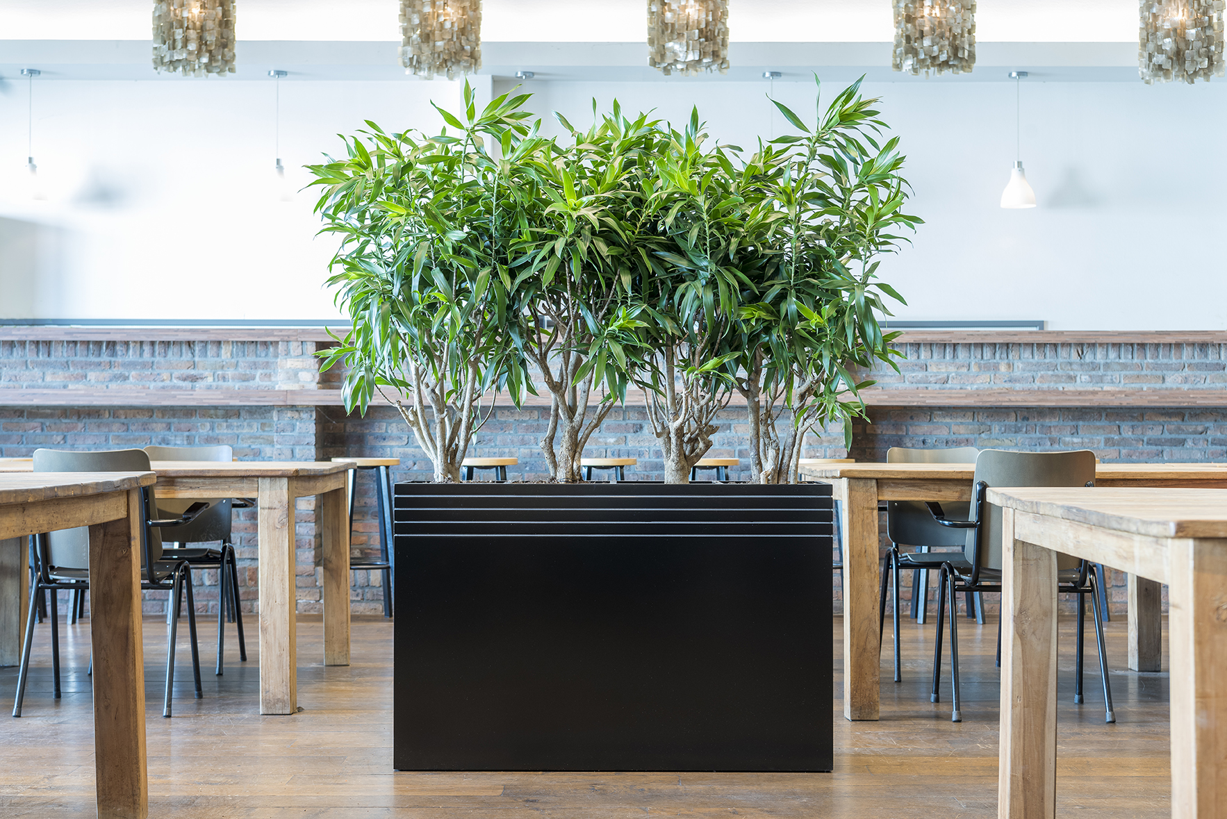 Creating a Healthy Distance With Plants - Urban Planters